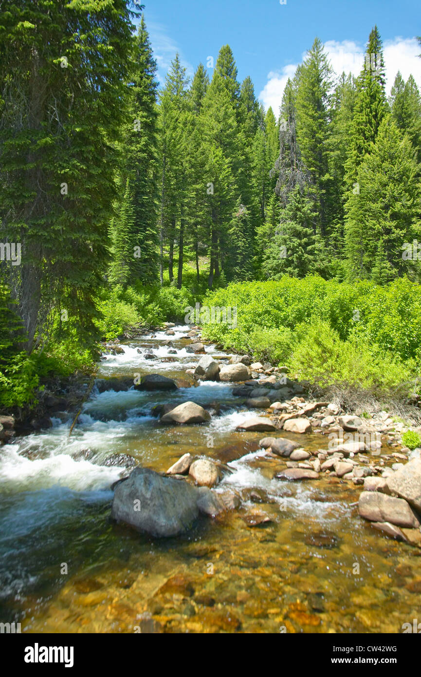 Payette national forest hi-res stock photography and images - Alamy