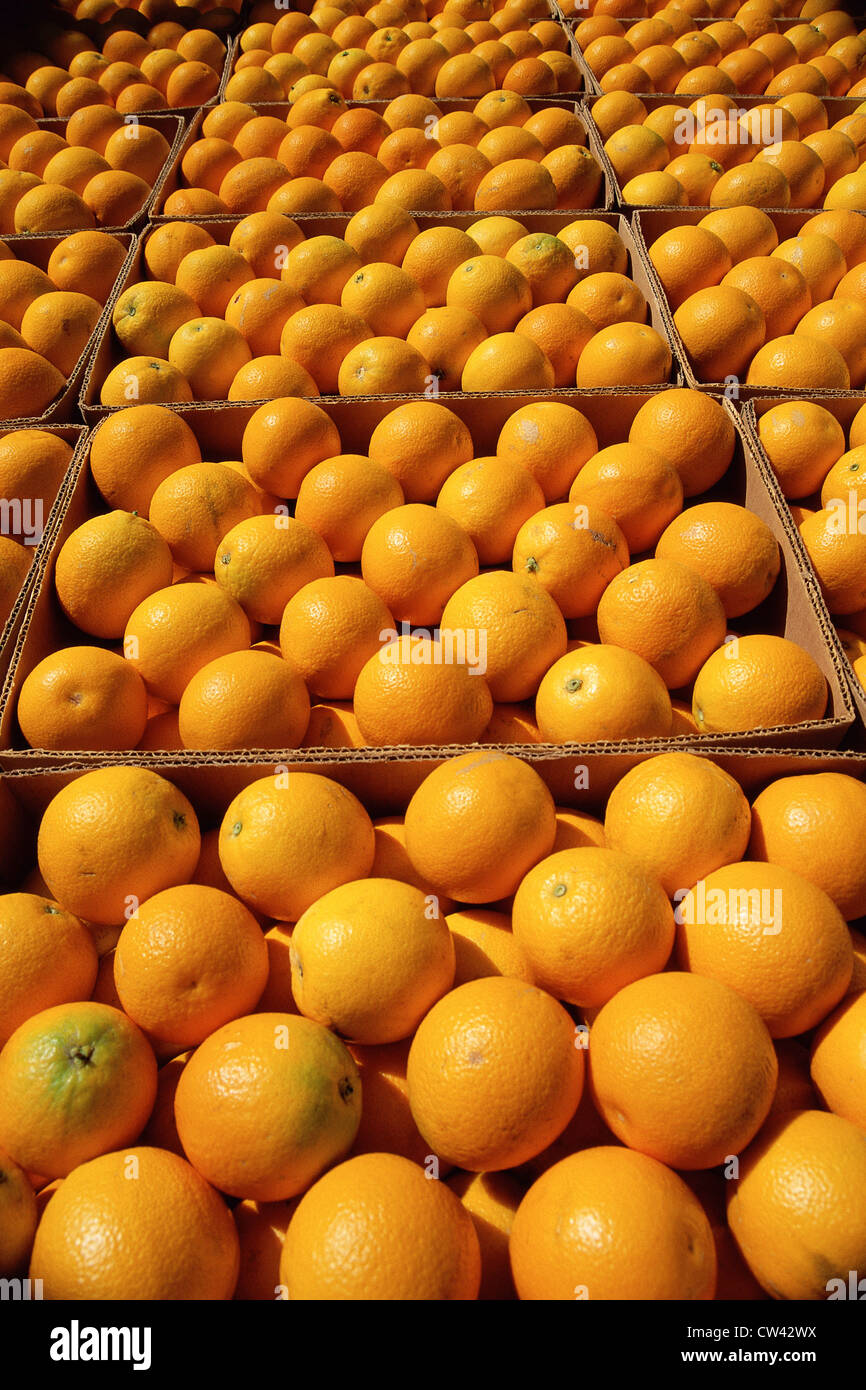 Boxes of oranges Stock Photo - Alamy