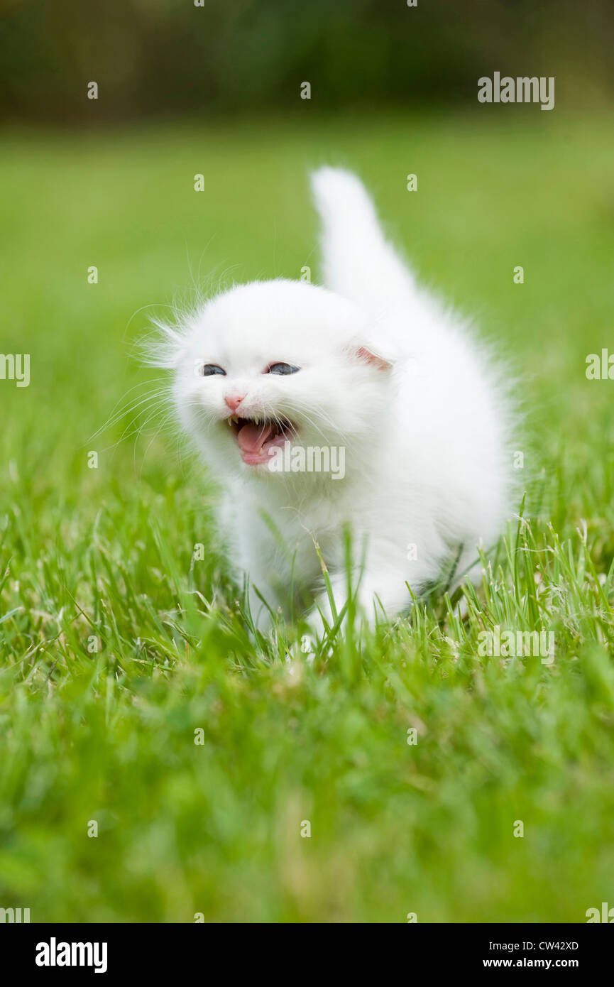 Scottish Fold. White kitten standing in grass while meowing Stock Photo - Alamy