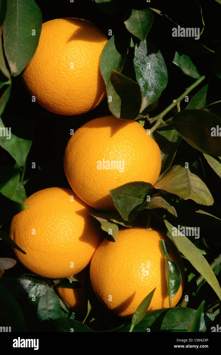Oranges hanging from tree Stock Photo - Alamy