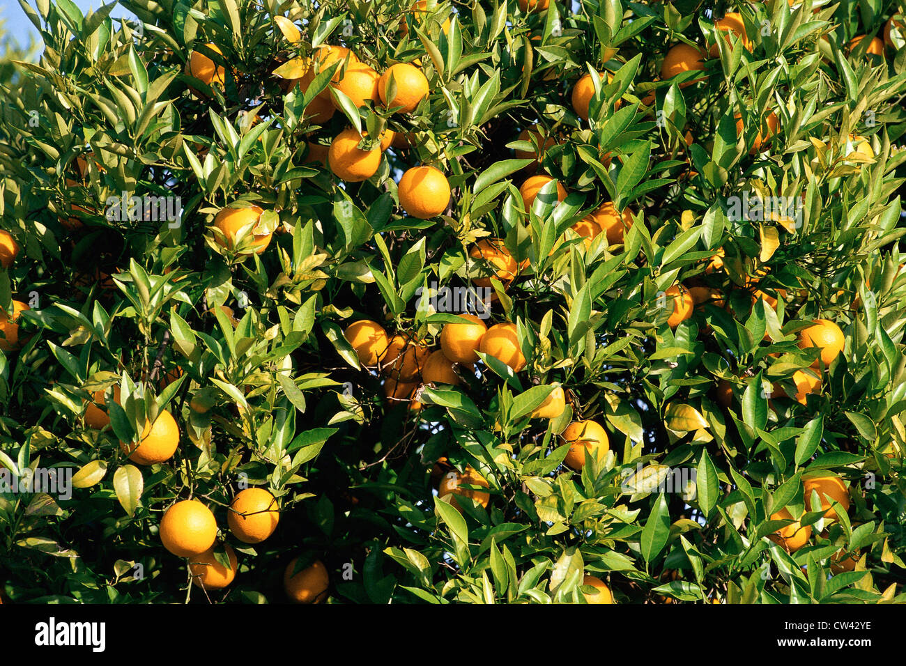 Oranges hanging from tree Stock Photo - Alamy