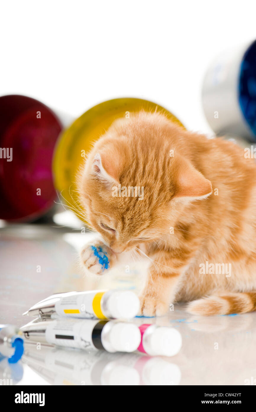 Domestic Cat. Red tabby kitten playing with paint tubes, thus having ...