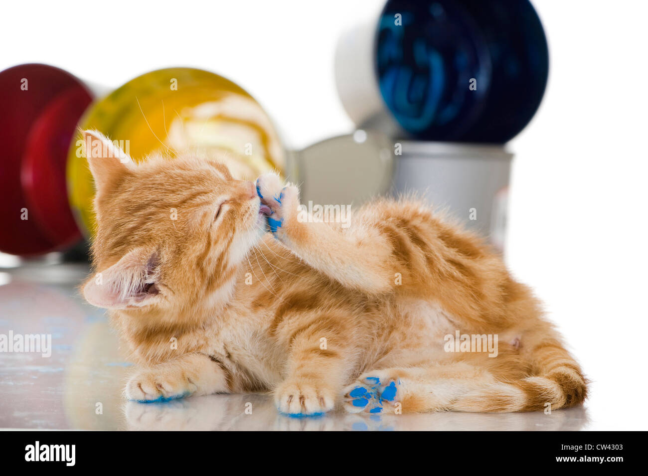 Domestic Cat. Red tabby kitten which has played with paint tries to ...