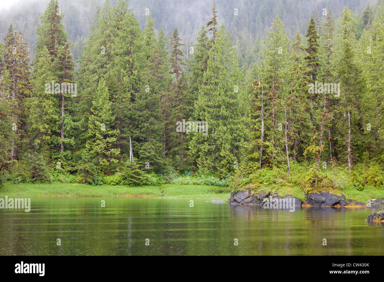 Trees in a forest, Bailey Bay Hot Springs, Ketchikan, Alaska, USA Stock ...