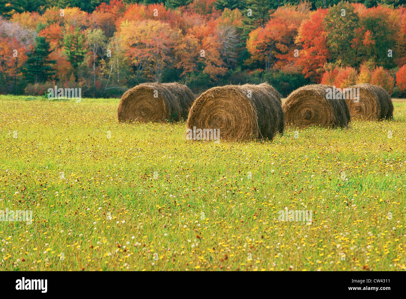 Rolled hay bale with field beyond Stock Photo - Alamy