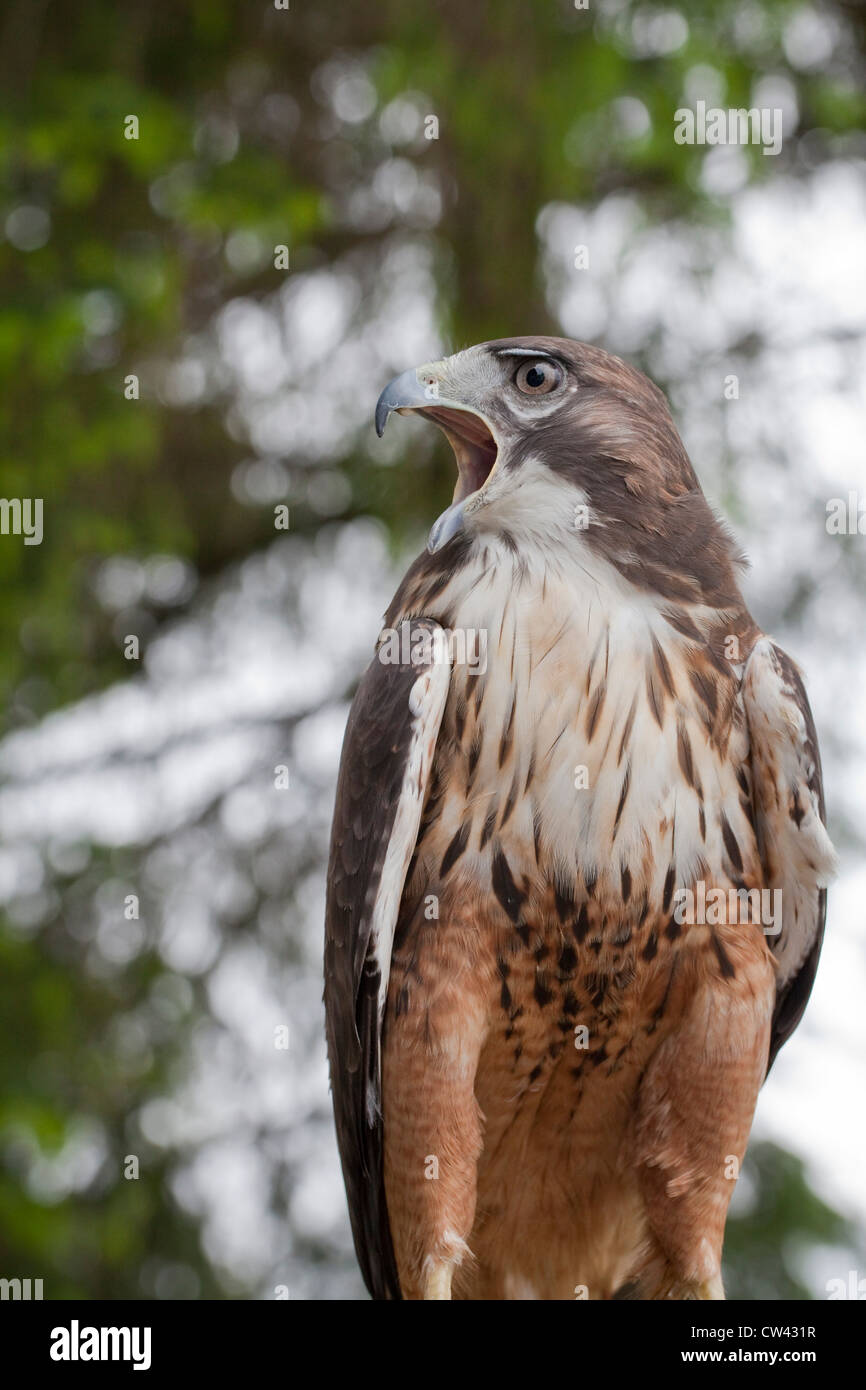Low angle view of a Red-Tailed hawk (Buteo jamaicensis), Ketchikan ...