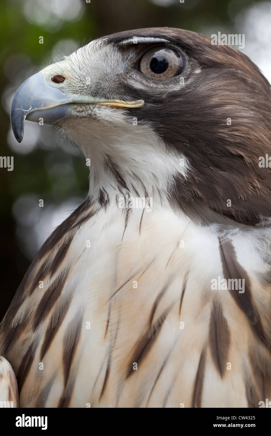 Close-up of a Red-Tailed hawk (Buteo jamaicensis), Ketchikan, Alaska ...