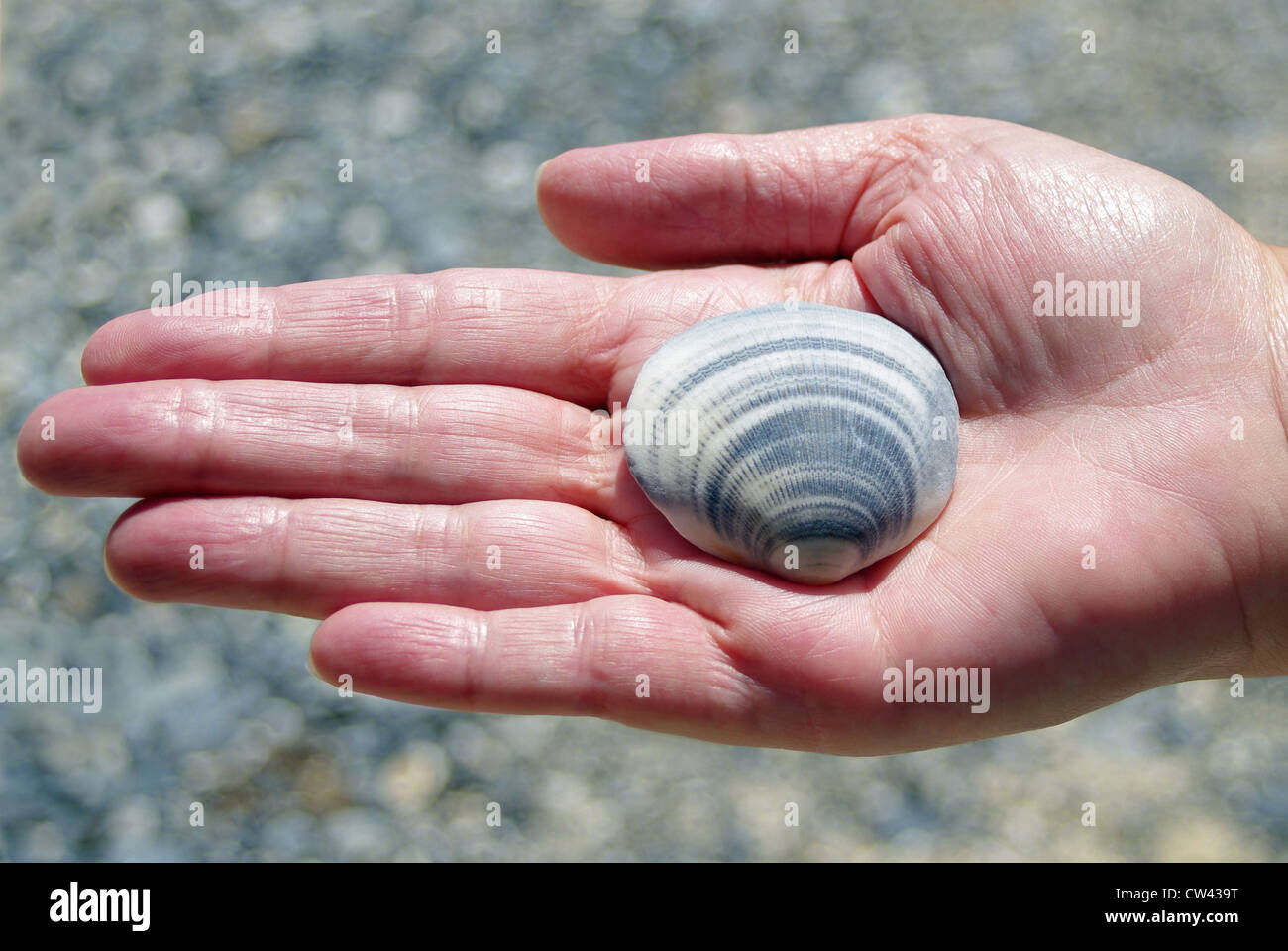 sea shell in the palm of a womans hand Stock Photo - Alamy