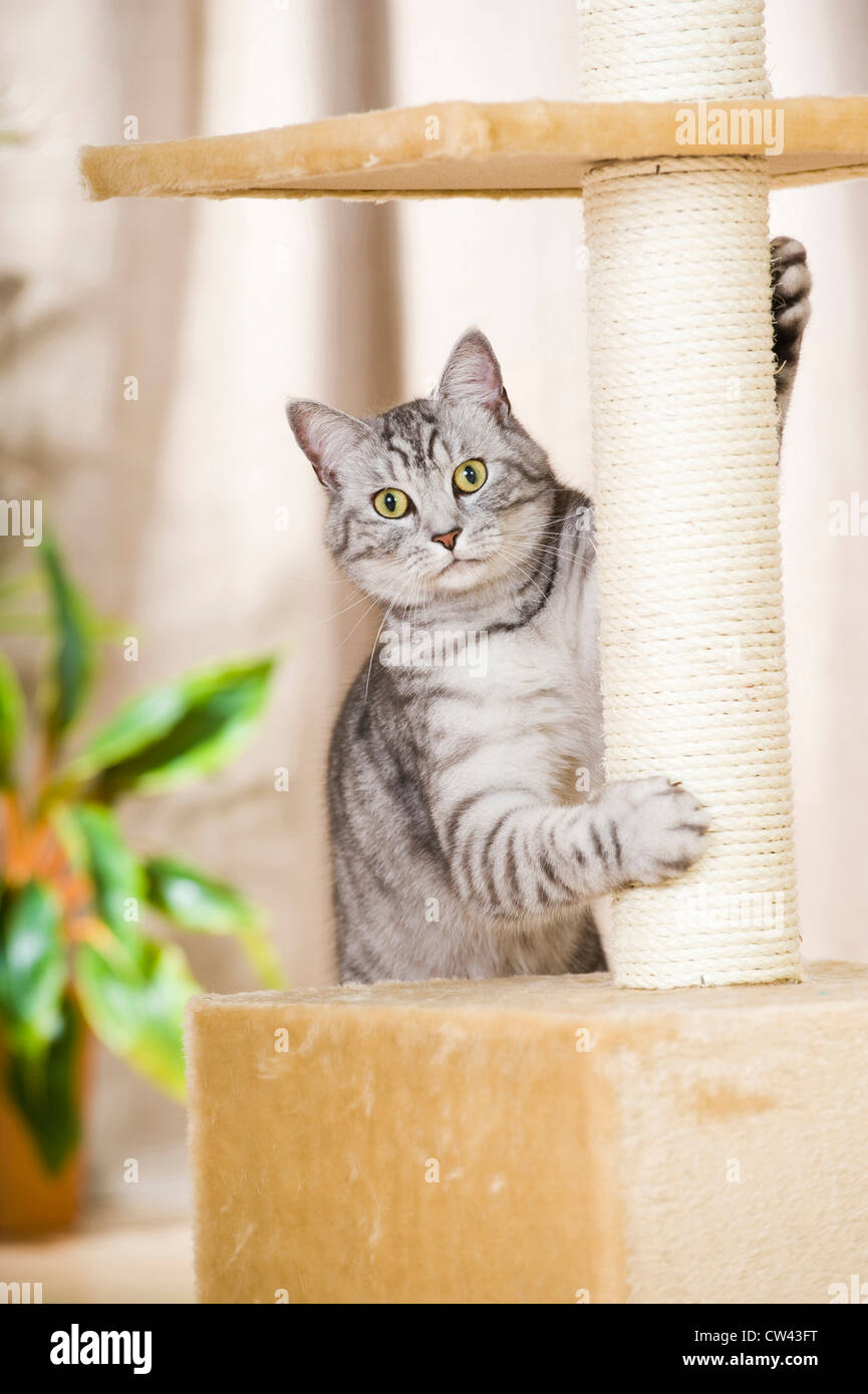 Domestic Cat. Tabby cat standing upright on a scratching post Stock ...