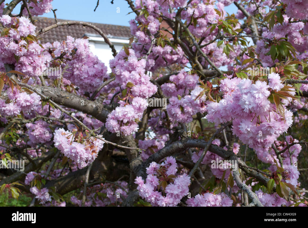 Branches of Weeping Cheery Tree blossom Stock Photo - Alamy