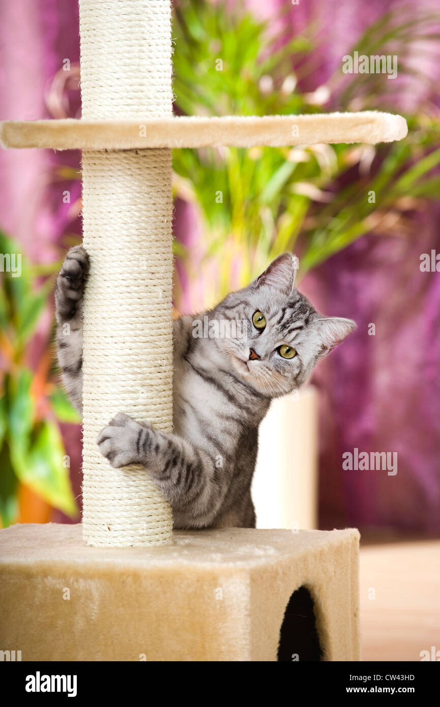Domestic Cat. Tabby cat standing upright on a scratching post Stock ...