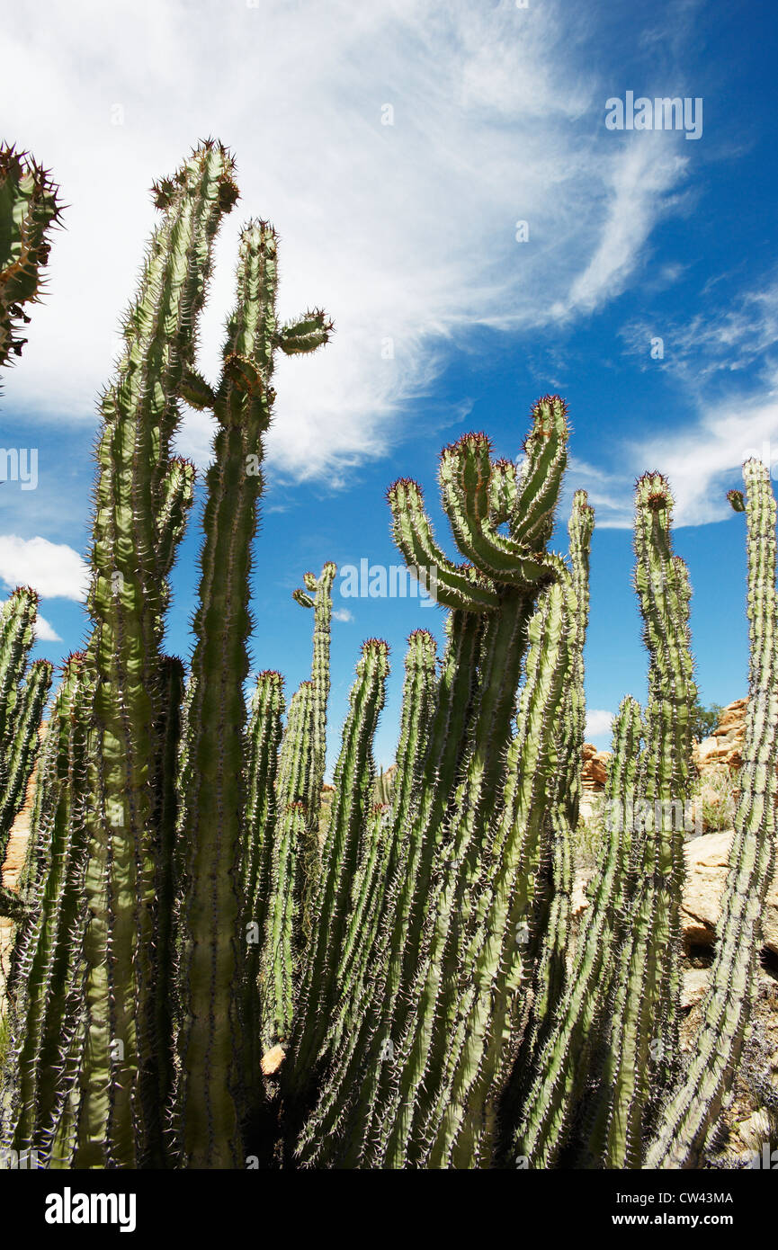 Cactus plant near Ganab, Namibia Stock Photo - Alamy