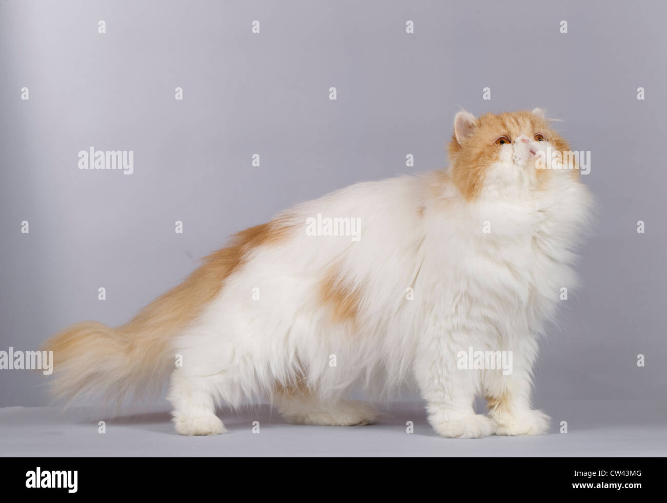 Persian Cat. Adult standing. Studio picture against a grey background ...