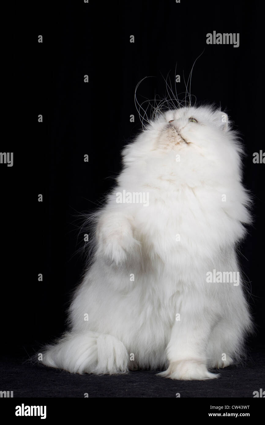 Persian Cat. Adult sitting with paw raised, looking up. Studio picture ...
