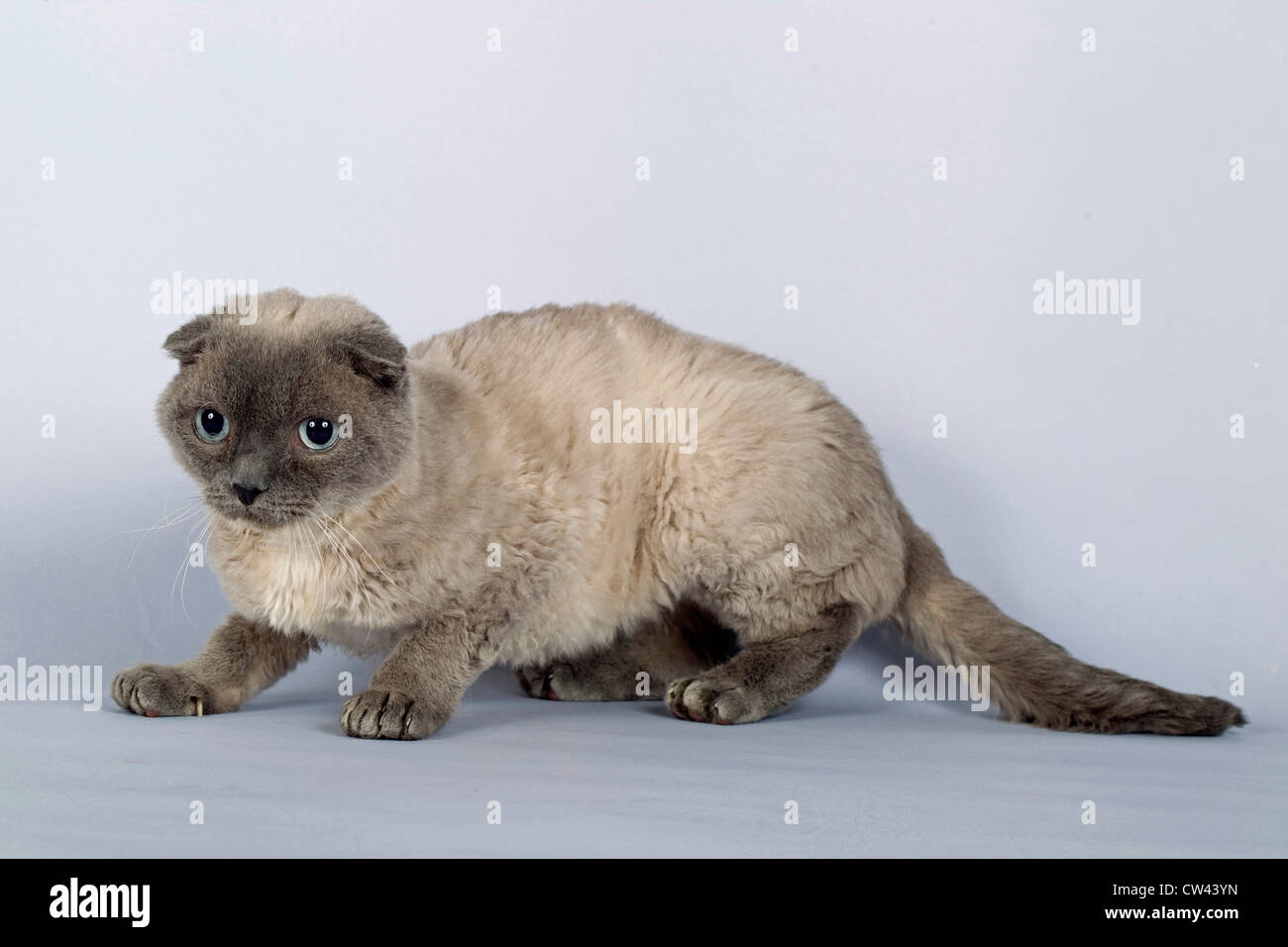 Poodle Cat. Studio picture against a gray background Stock Photo - Alamy