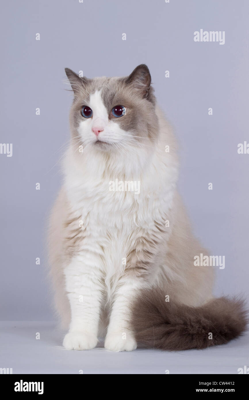 Ragdoll Cat, adult sitting. Studio picture against a gray background ...