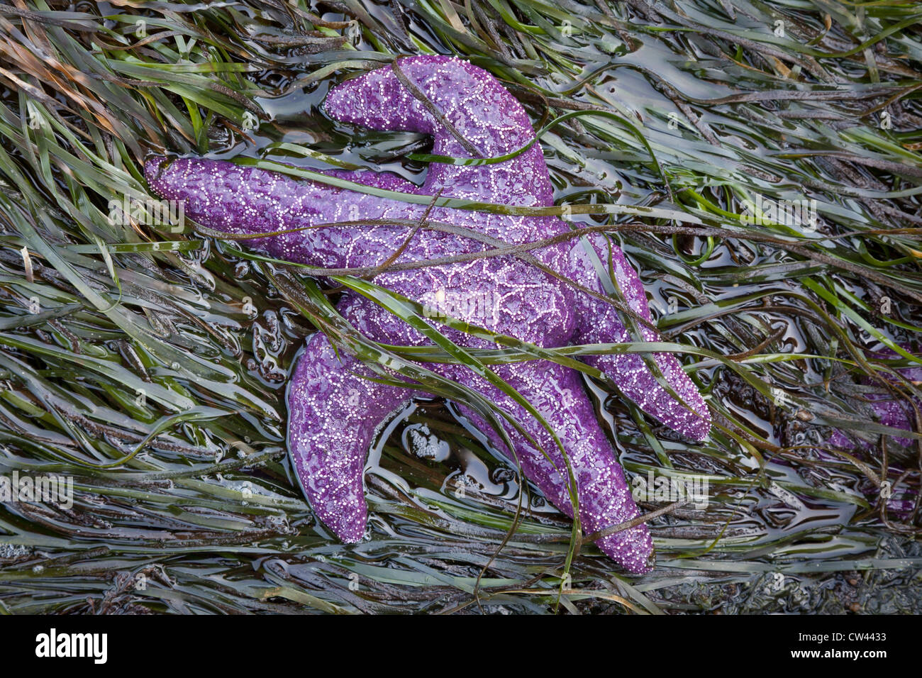 USA, Washington State, San Juan Islands, Patos Island, Starfish Stock ...