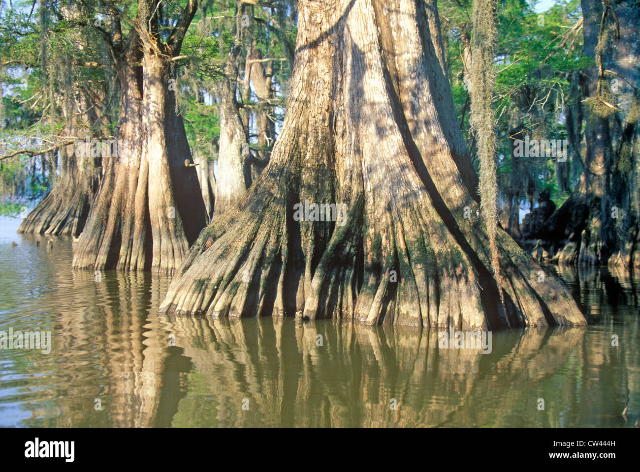 Cypress Trees in the Bayou, Lake Fausse Pointe State Park, Louisiana ...