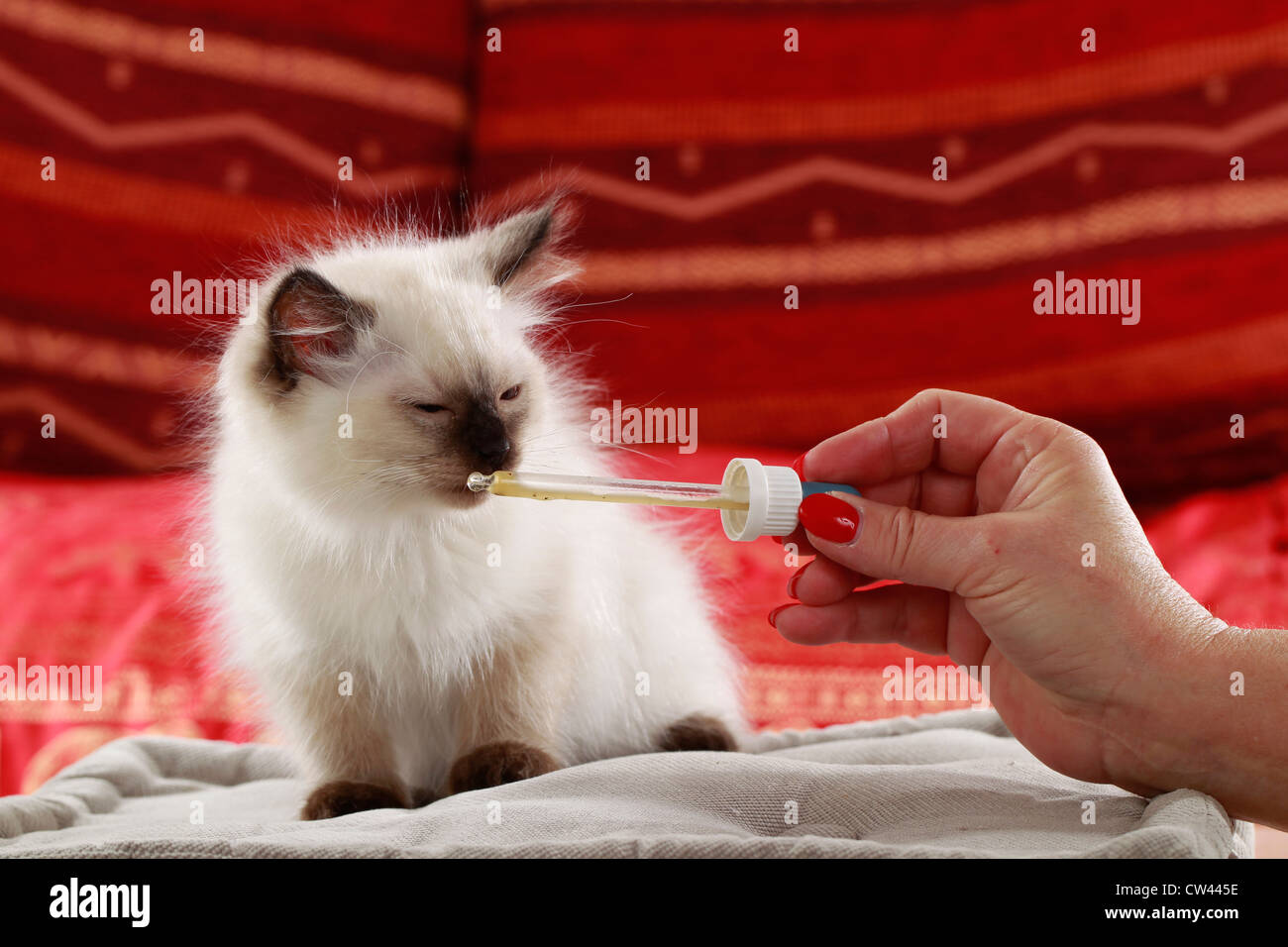 Kitten being given medication with a hi-res stock photography and ...
