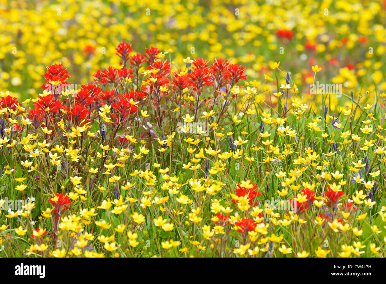 USA, Washington State, San Juan Islands, Yellow Island, Wildflowers ...