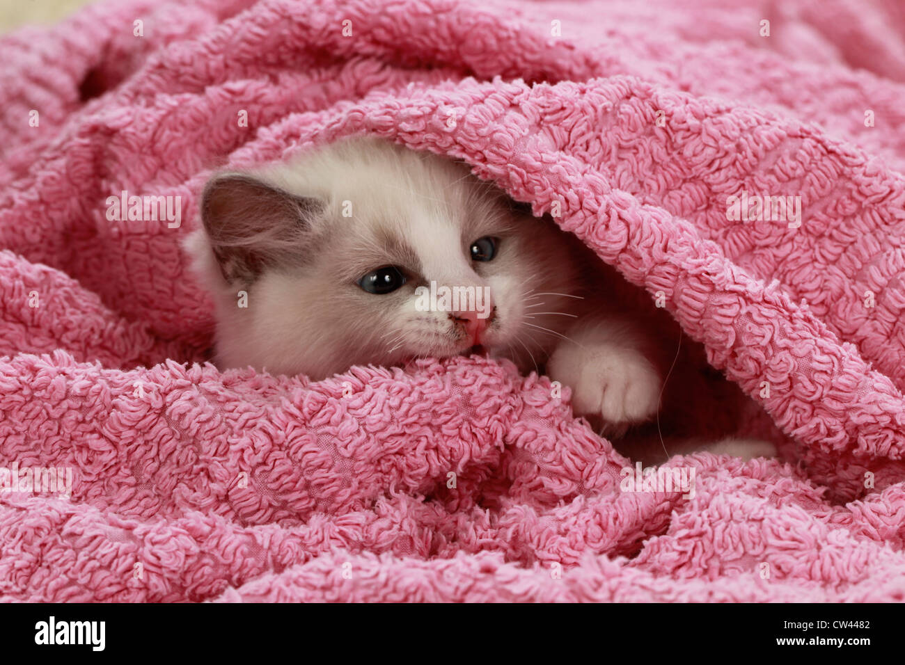 Ragdoll Cat. Kitten in a pink blanket Stock Photo - Alamy