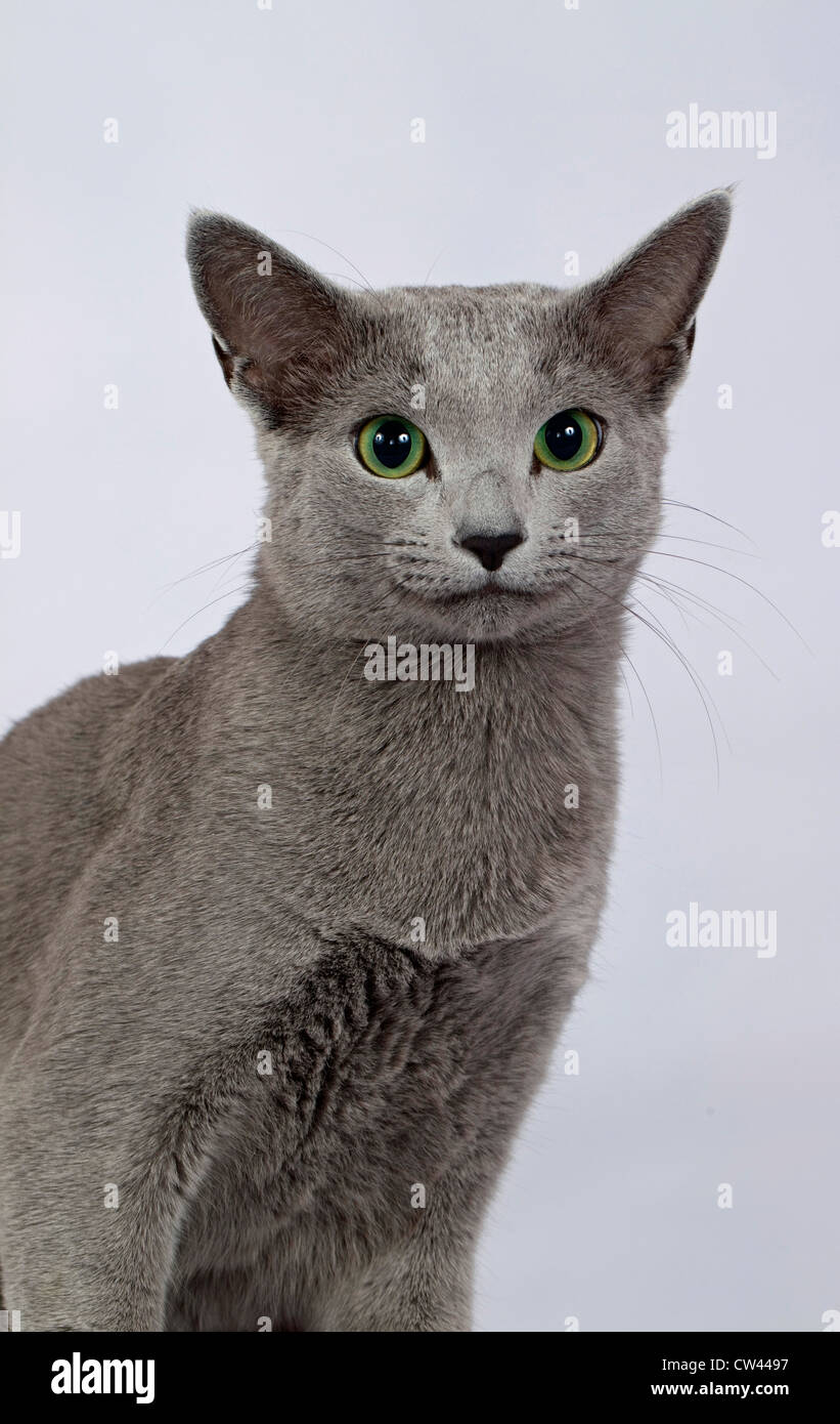 Russian Blue, portrait of adult. Studio picture against a gray ...