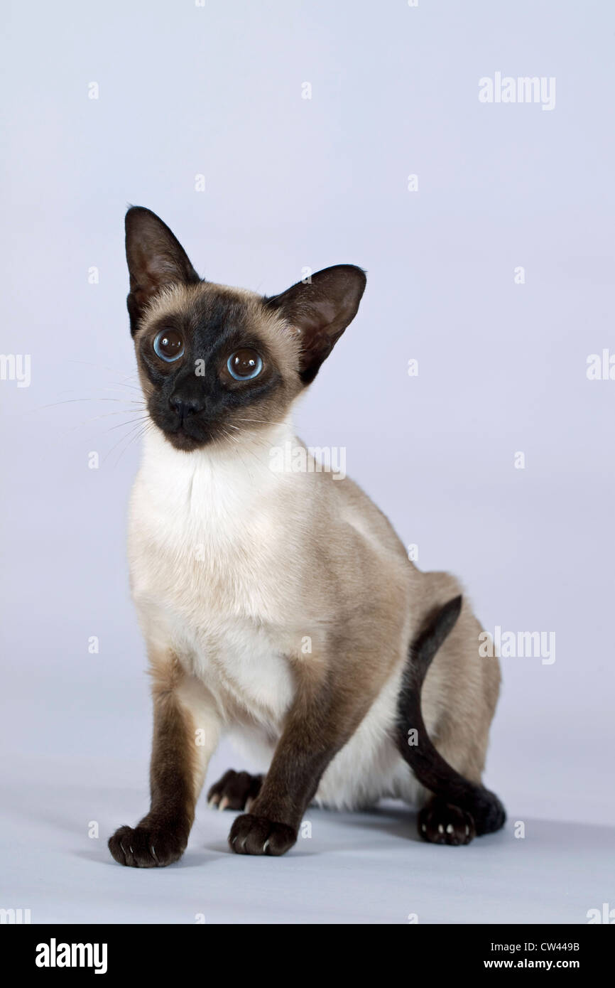 Siamese Cat, adult sitting. Studio picture against a gray background ...