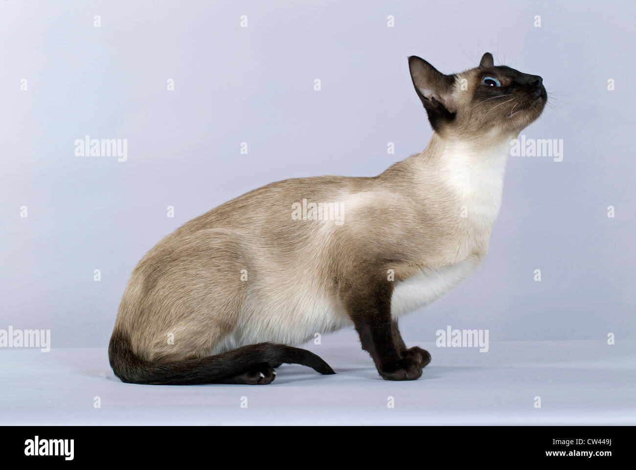 Siamese Cat, adult sitting, seen side-on. Studio picture against a gray ...
