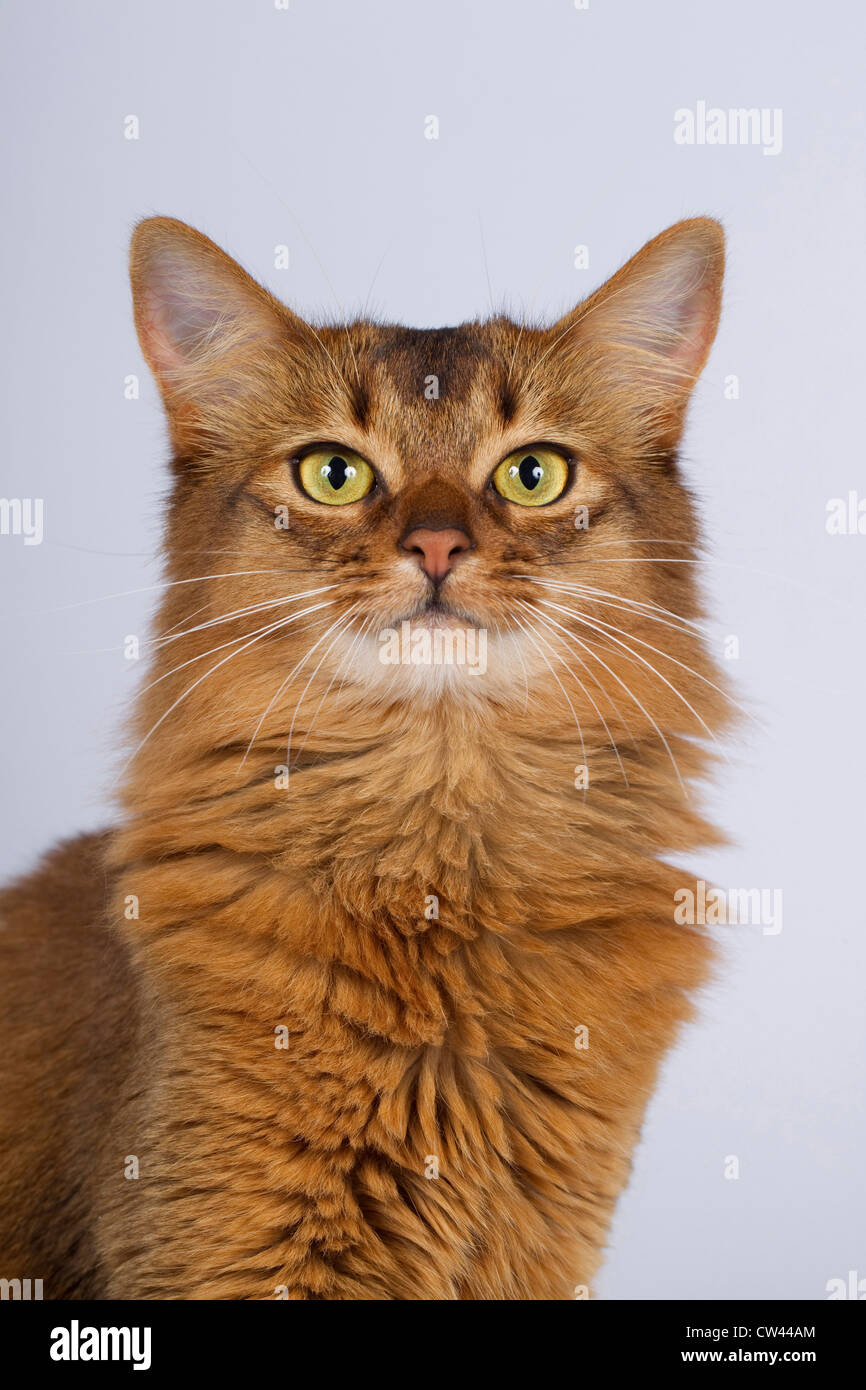 Somali Cat, portrait of adult. Studio picture against a gray background ...