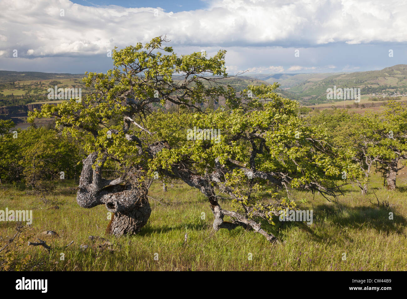 USA, Oregon, Columbia River Gorge, Meadows east of Mosier Stock Photo ...