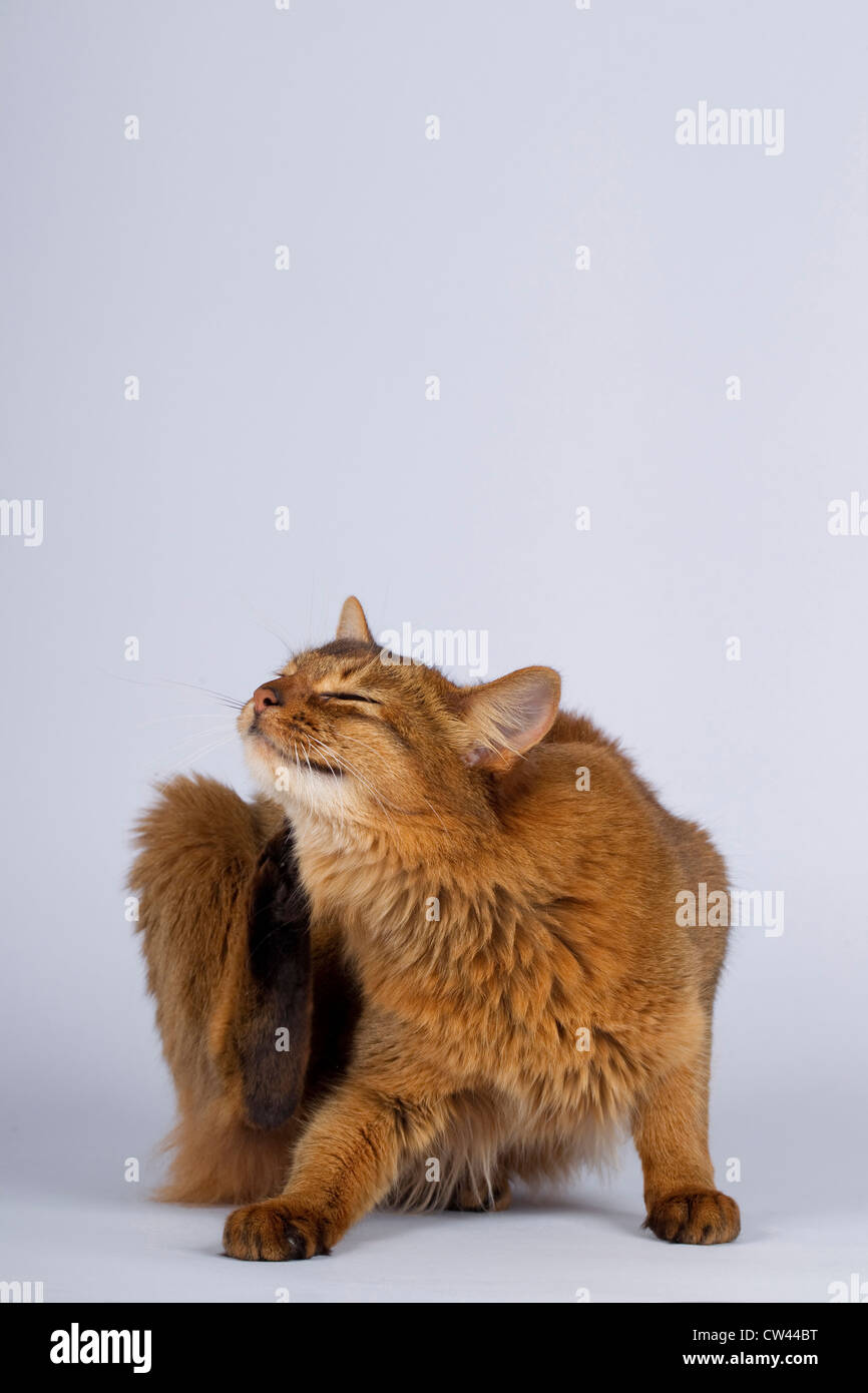 Somali Cat. Adult sitting while scretching. Studio picture against a ...
