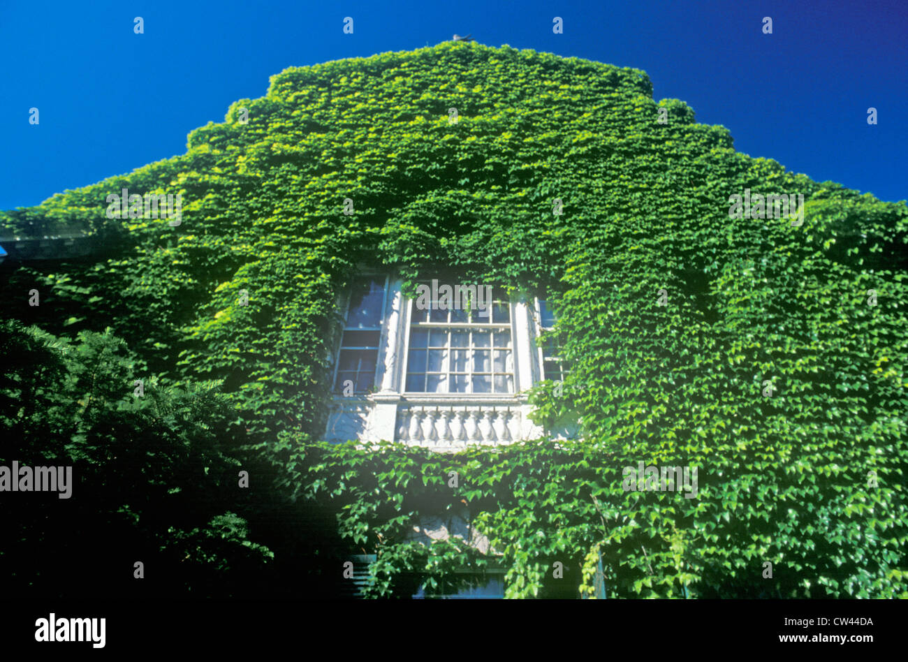 Ivy Covered Building, Harvard University, Cambridge, Massachusetts ...