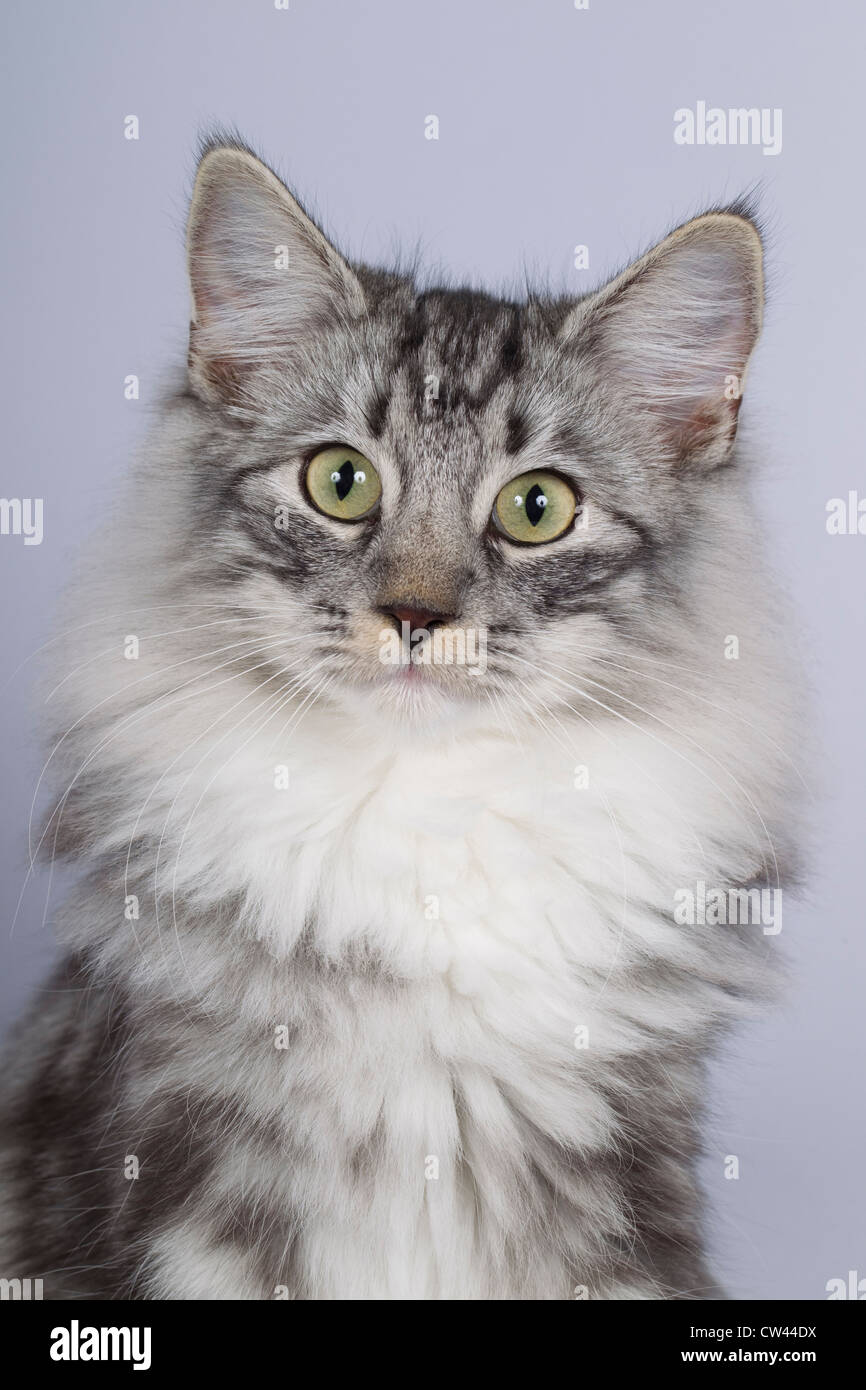 Somali Cat, portrait of adult. Studio picture against a gray background ...