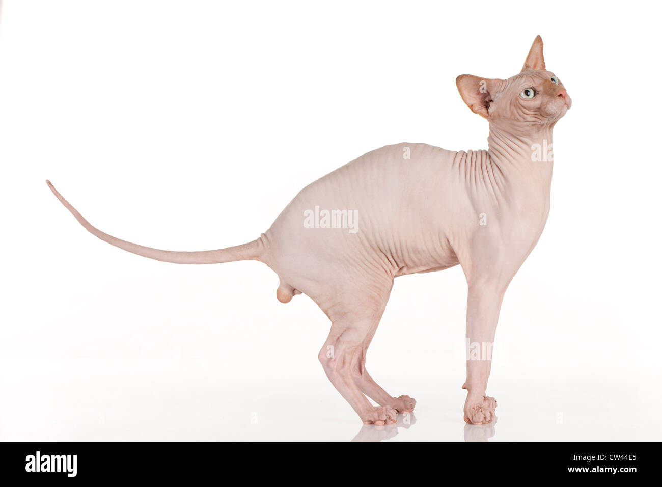 Sphynx Cat, adult standing. Studio picture against a white background Stock Photo - Alamy