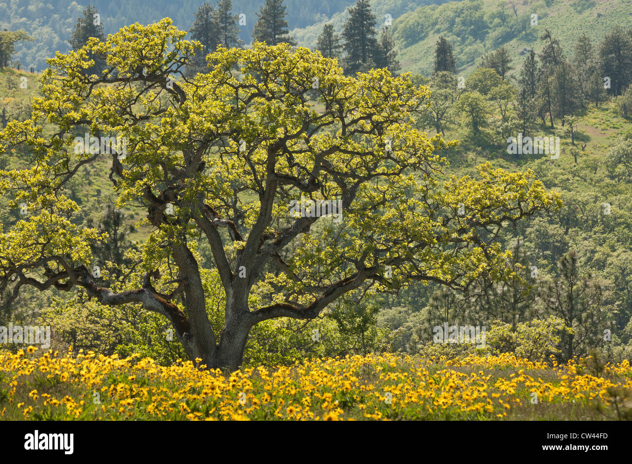 USA, Oregon, Dry Creek Road South of Mosier, Oak Tree and Balsamroot ...