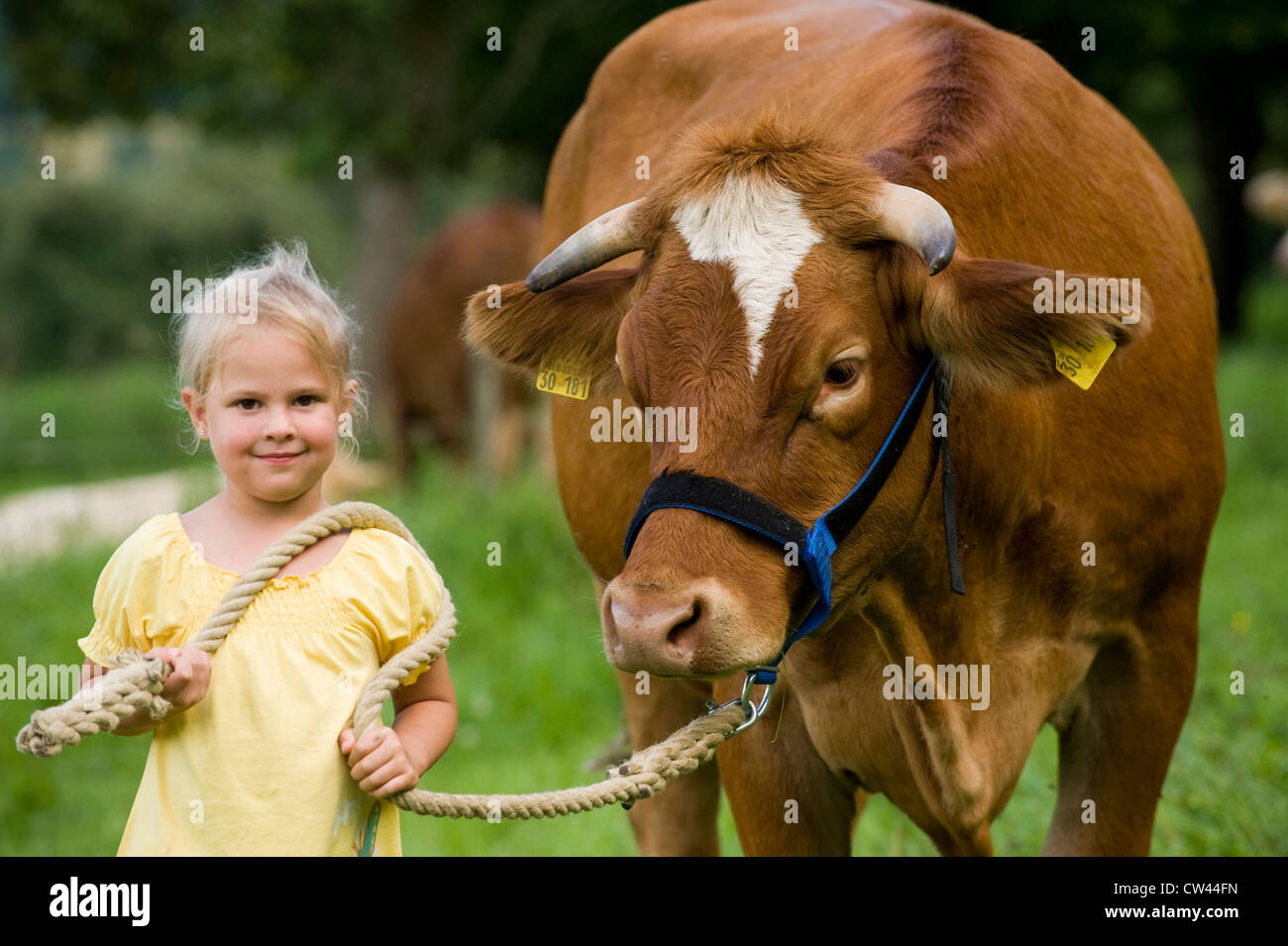 Girl leading cow hi-res stock photography and images - Alamy
