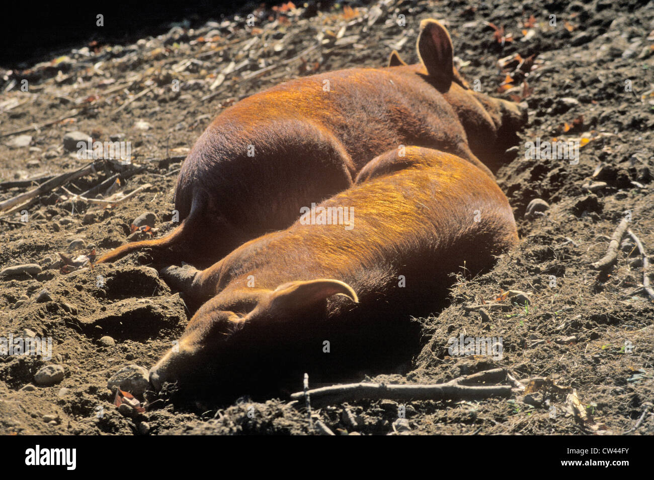 Two Pigs Sleeping, Sturbridge, Massachusetts Stock Photo - Alamy