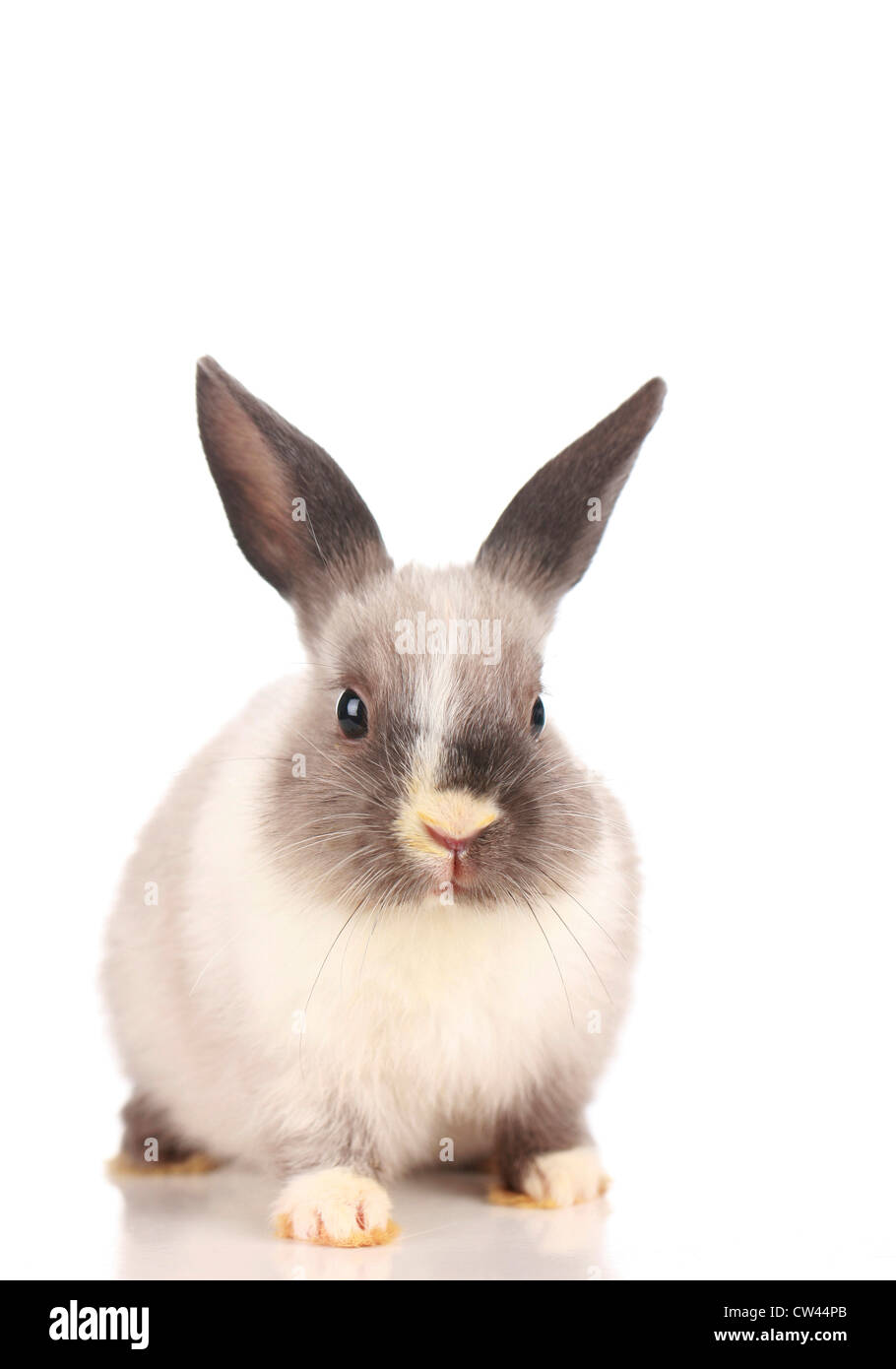 Pet Rabbit. Studio picture against a white background Stock Photo - Alamy