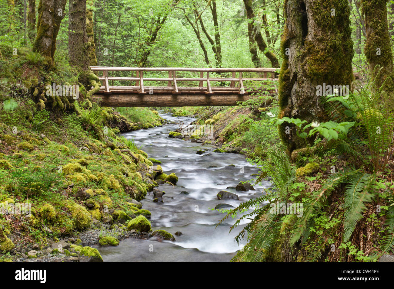 USA, Oregon, Columbia River Gorge, Gorton Creek, Wooden footbridge in ...