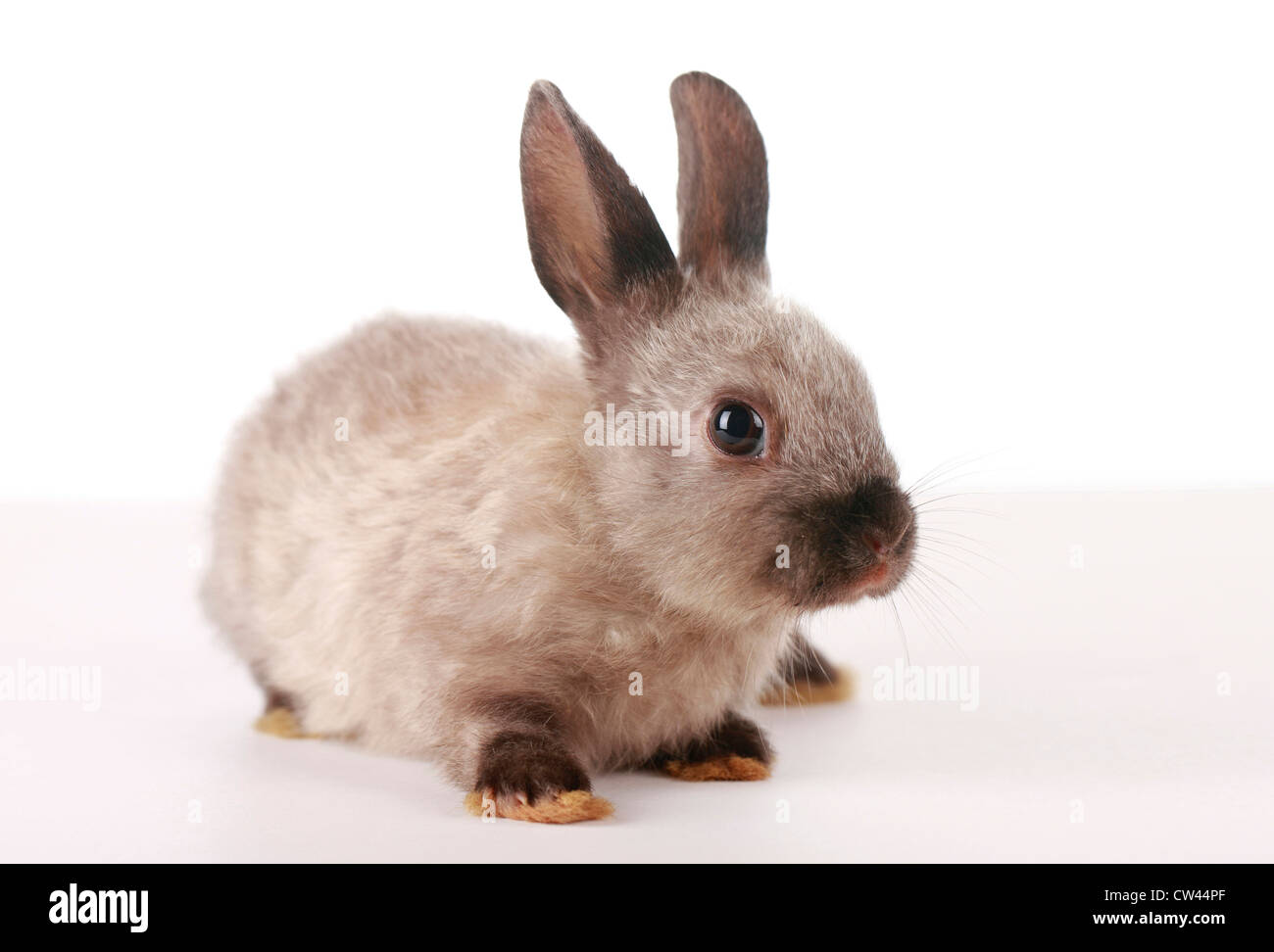 Pet Rabbit. Studio picture against a white background Stock Photo - Alamy