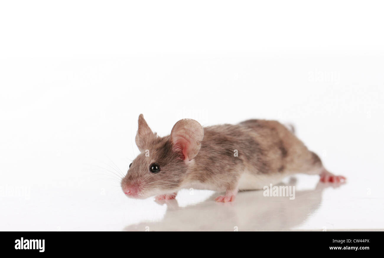 Fancy Mouse. Studio picture against a white background Stock Photo - Alamy