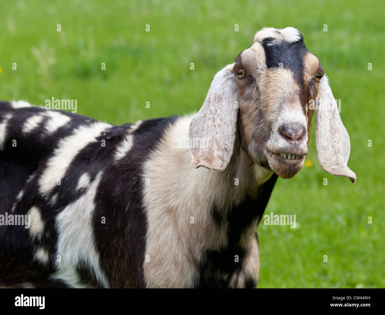 Goat by river hi-res stock photography and images - Alamy