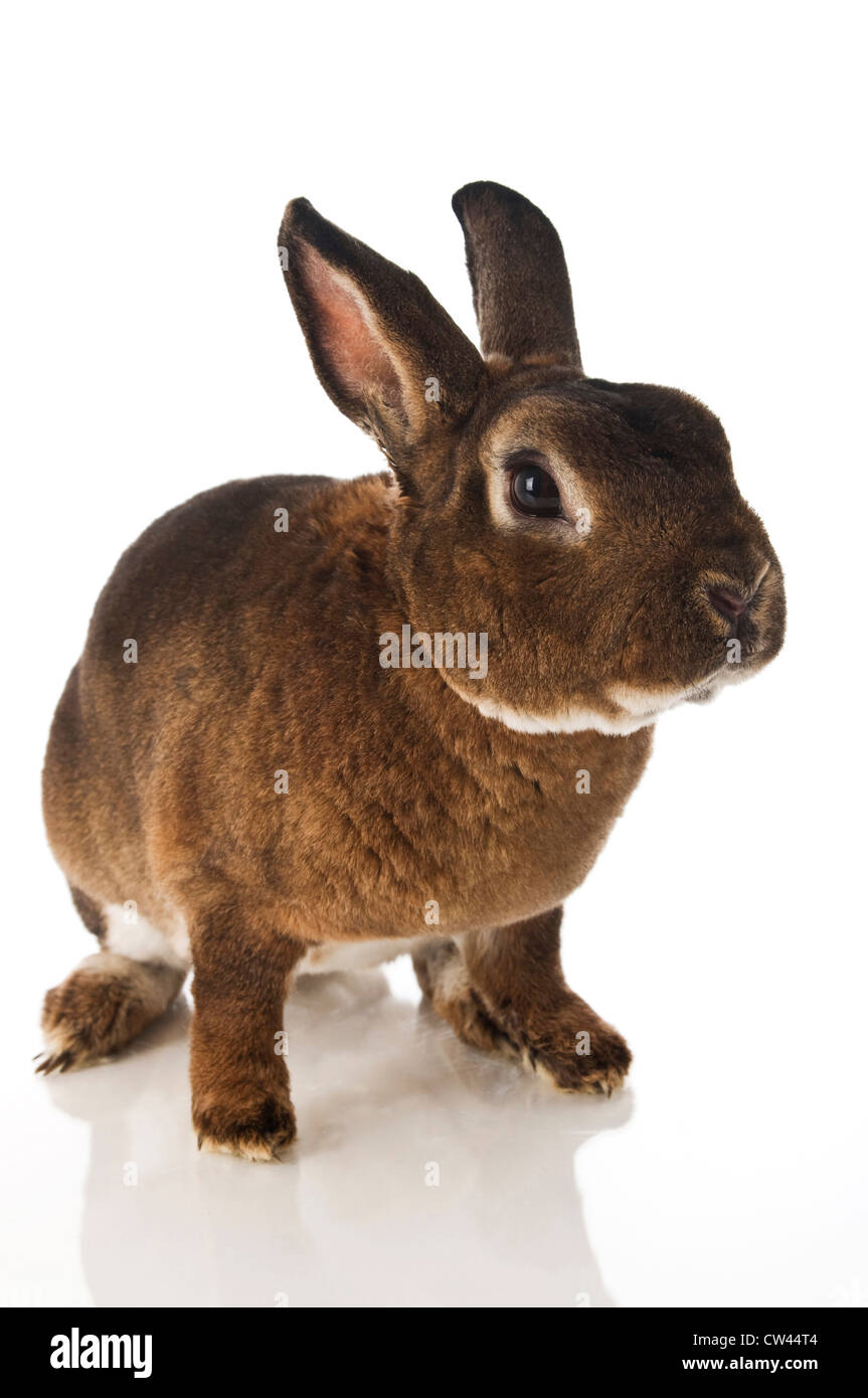 Rex Rabbit. Studio picture against a white background Stock Photo - Alamy