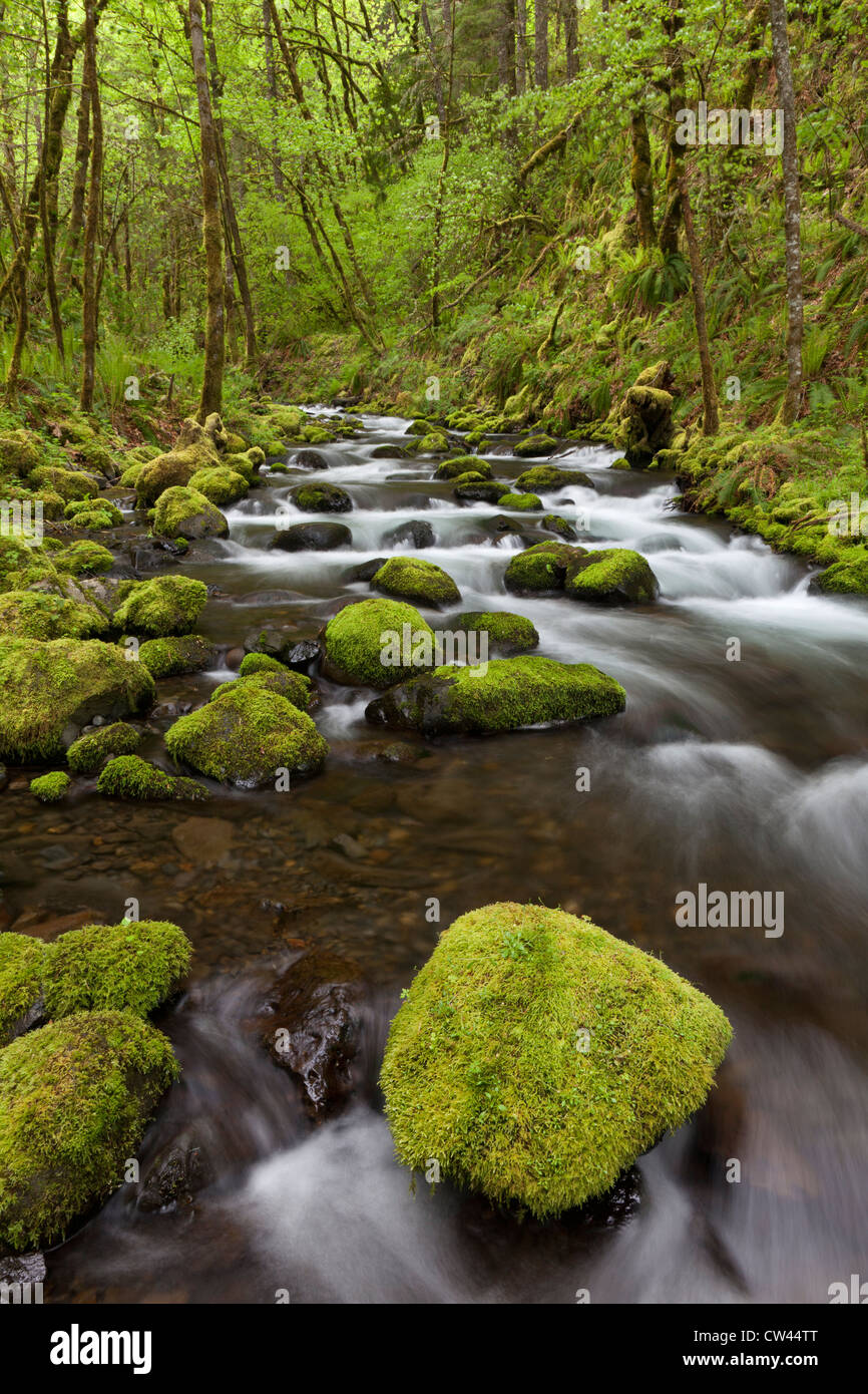 USA, Oregon, Columbia River Gorge, Gorton Creek, Scenic view of stream ...