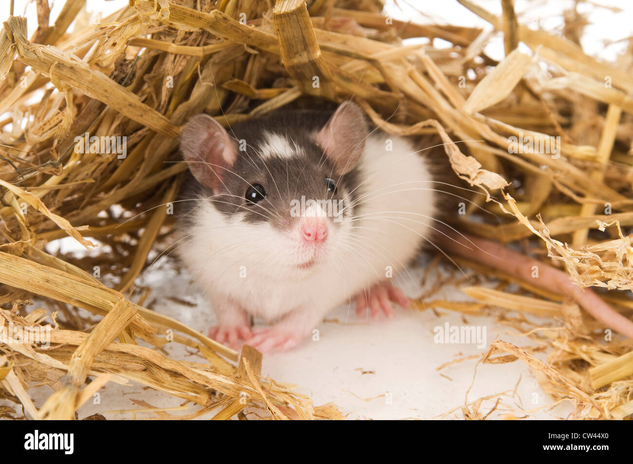 Rattus norvegius hi-res stock photography and images - Alamy