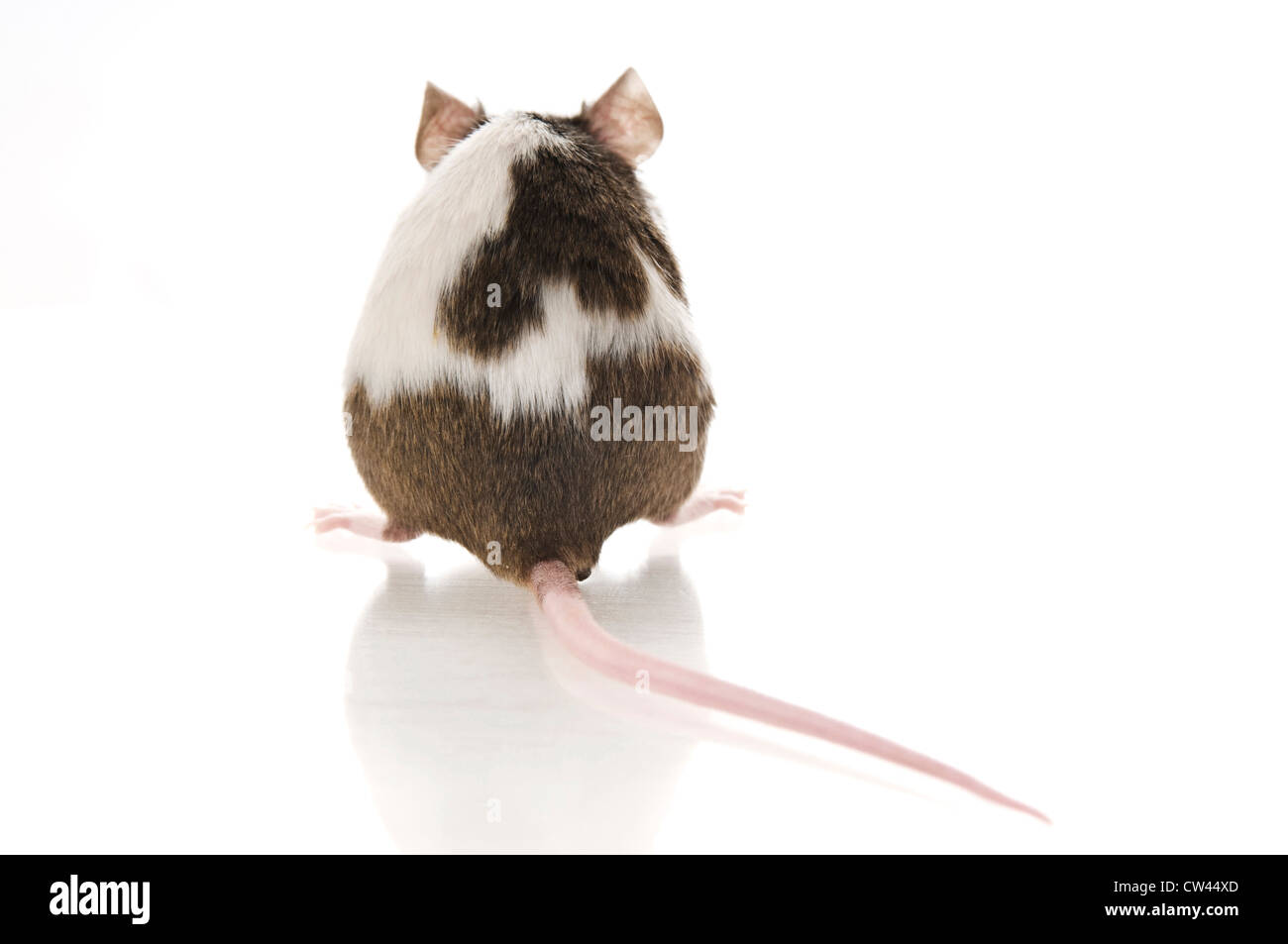 Fancy rat hi-res stock photography and images - Alamy