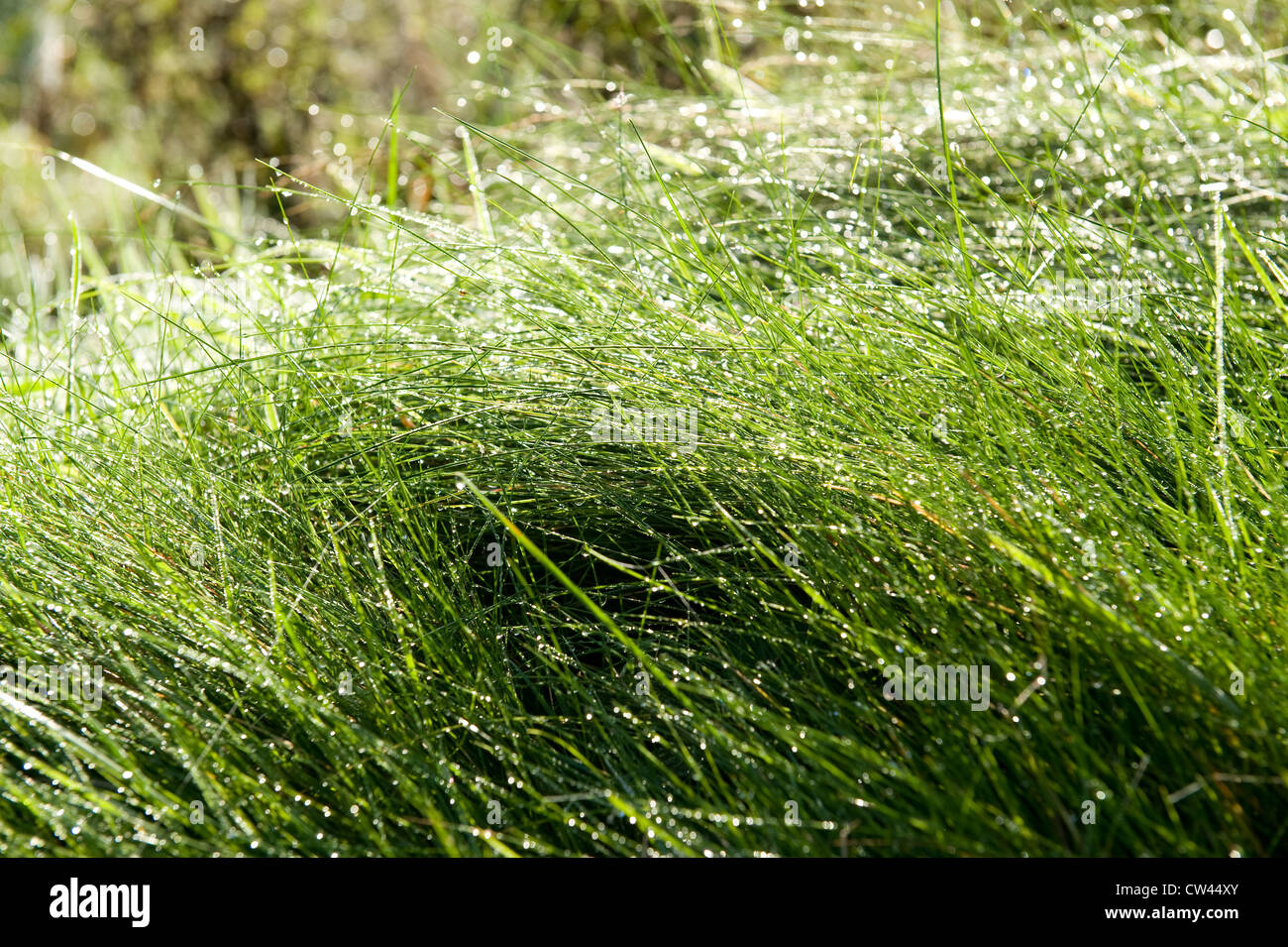 Green grass after rain on the sunshine Stock Photo - Alamy