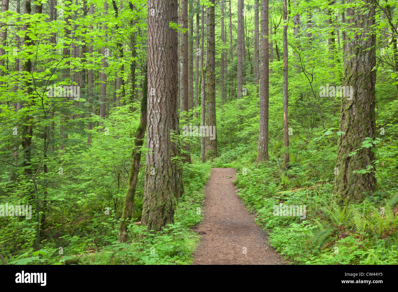 USA, Oregon, Columbia River Gorge, Elowah Falls Trail, Footpath through ...