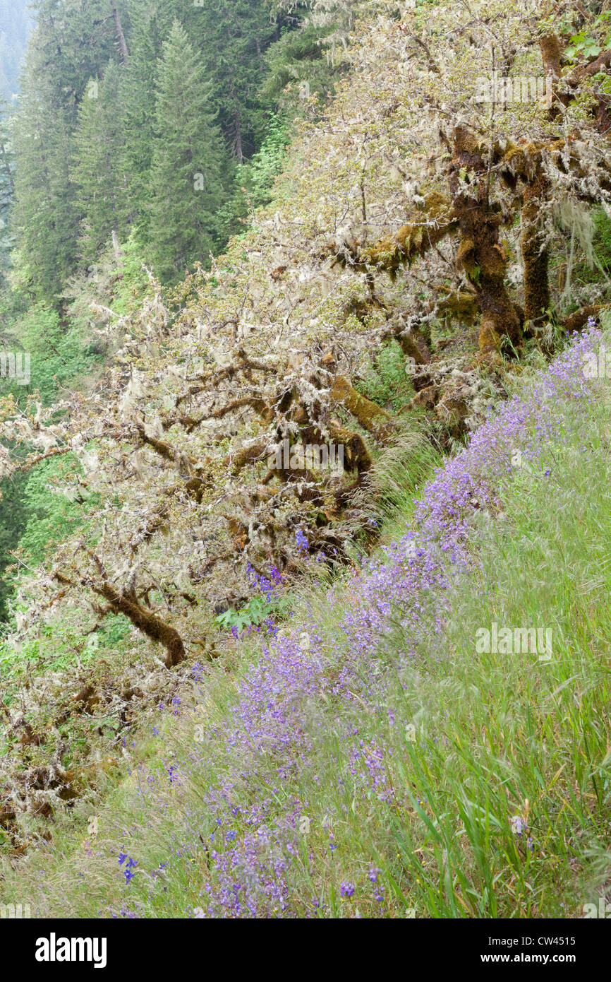 USA, Oregon, Columbia River Gorge, Eagle Creek Trail, Wildflowers Stock ...