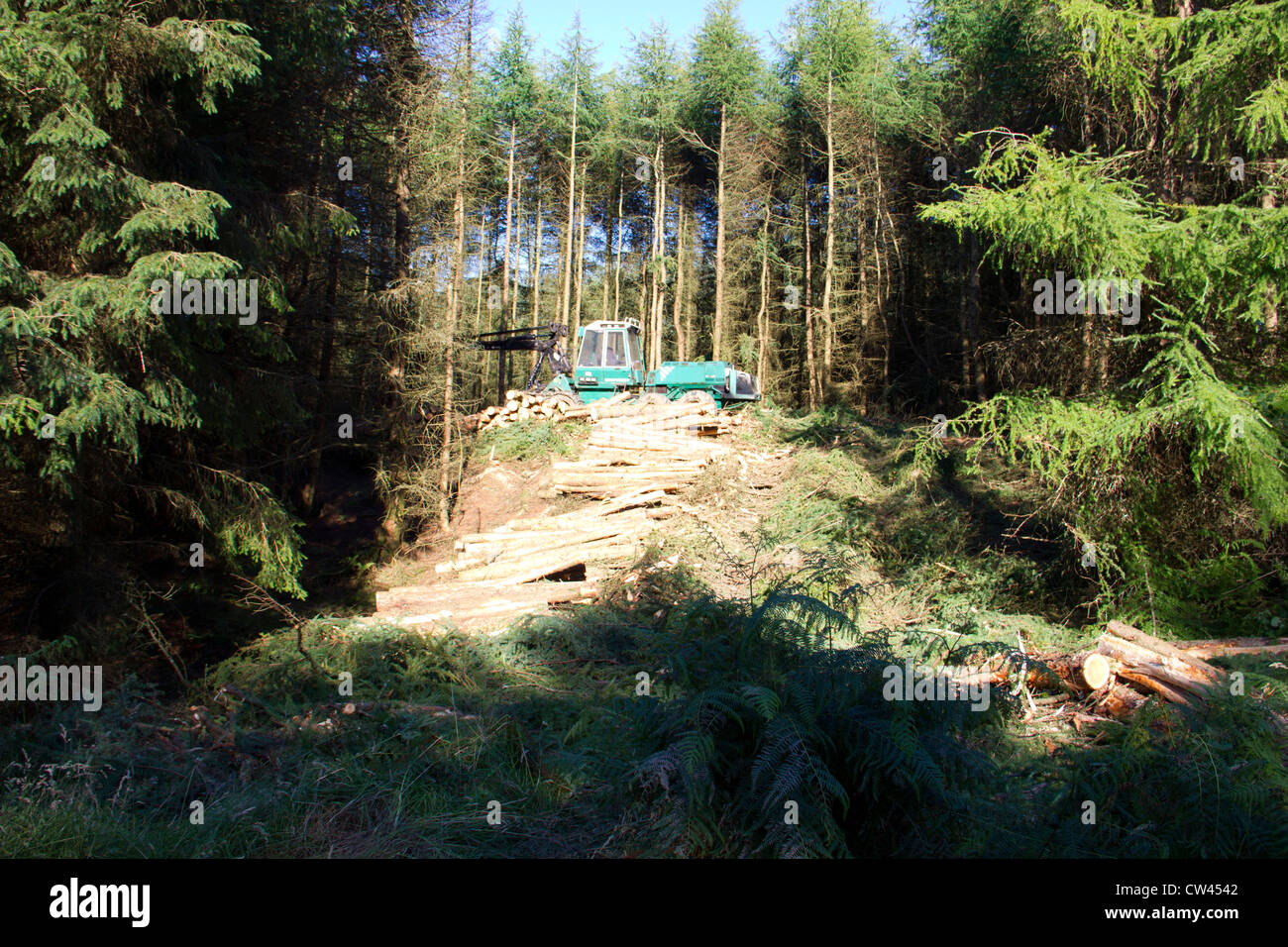 Mindork Forest Logging in Galloway Scotland Stock Photo - Alamy